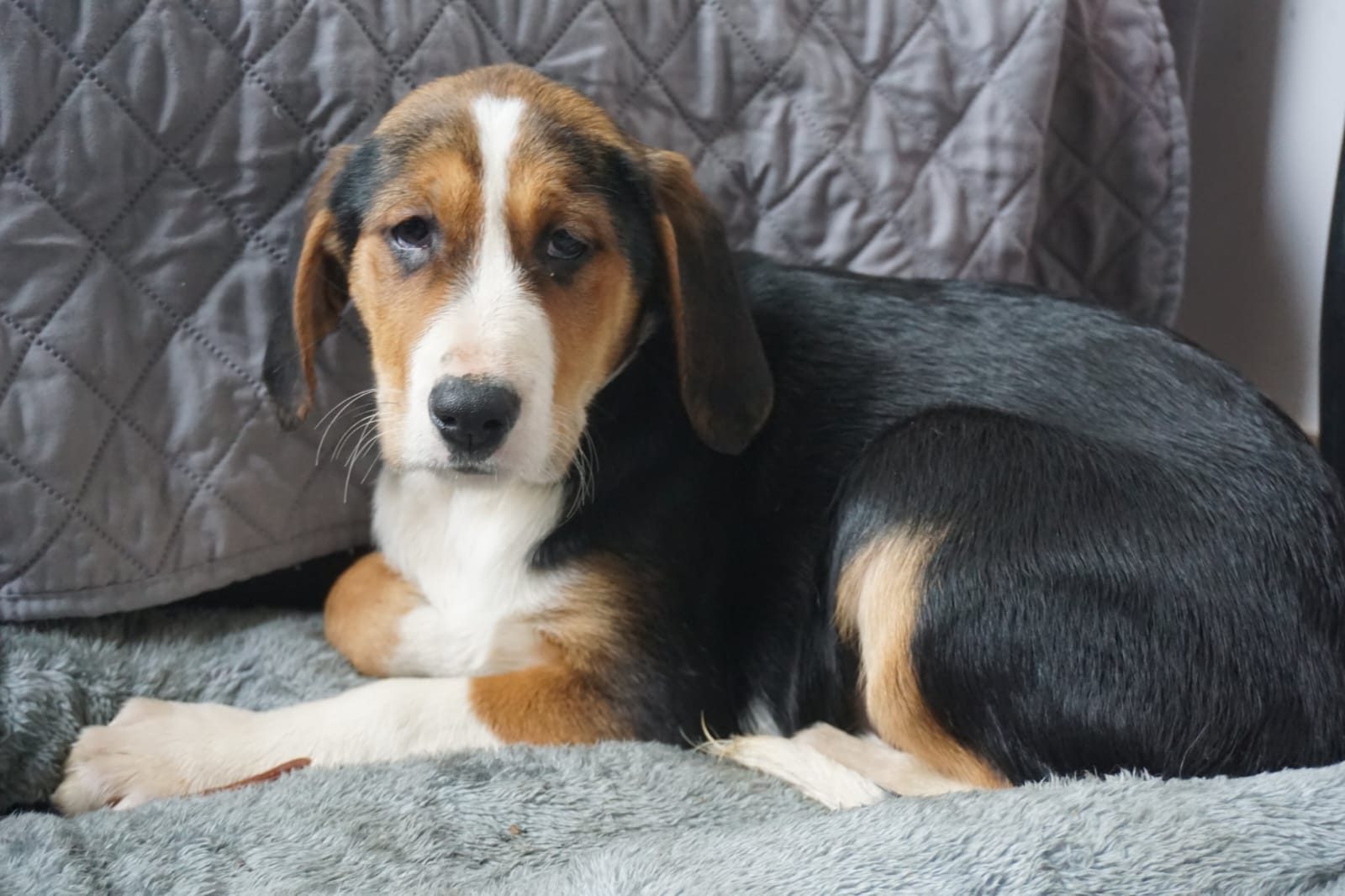 BOMI | SpecialDogs e.V.